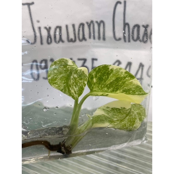 ไทคอน thaicon Monstera Thai constellation - patcharapolpunyarew - ThaiPick