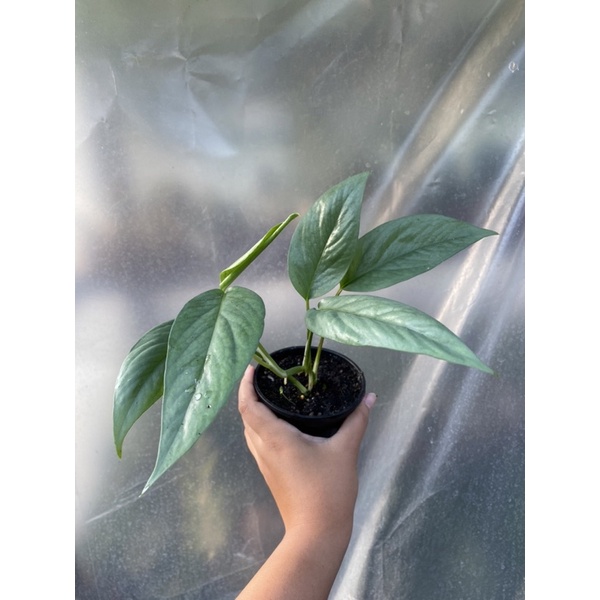 Epipremnum Pinnatum Cebu Blue No.2 (อิพิเซบูบลู เบอร์ 2) - chaaim.cp ...