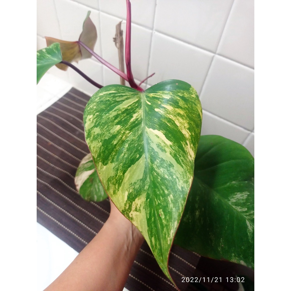 (ส่งฟรี)ฟิโลเรดเอมมารัลด่าง ฟิโลสตอเบอรี่เชค Philodendron red emerald ...