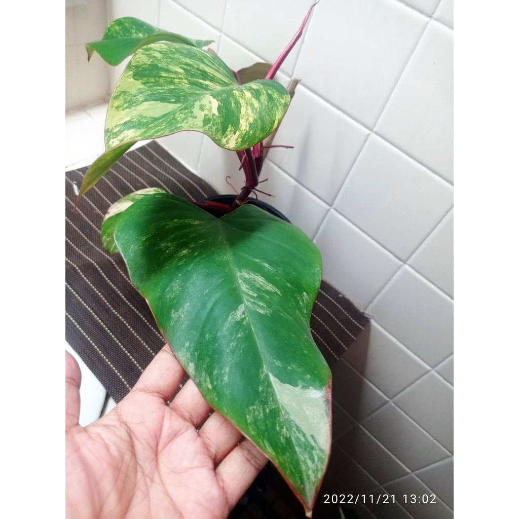 (ส่งฟรี)ฟิโลเรดเอมมารัลด่าง ฟิโลสตอเบอรี่เชค Philodendron red emerald ...