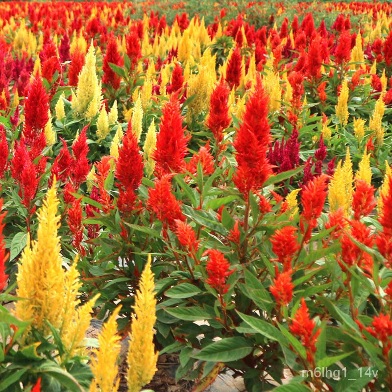 จุดประเทศไทย เมล็ดอวบอ้วน สร้อยไก่ Mixed Color Celosia Plumosa Flower ...