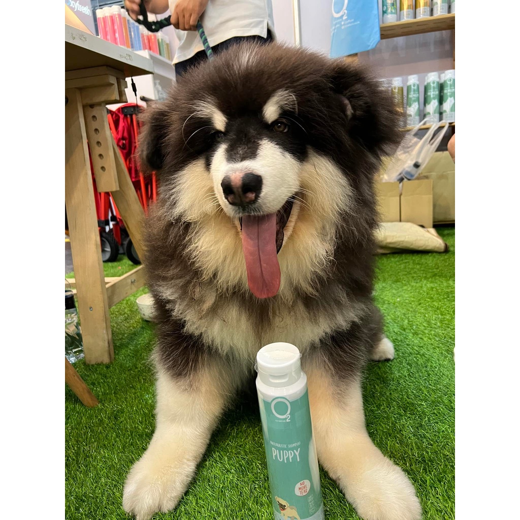 O2 Shampoo (3500 มล.) แชมพูสุนัข สูตร Puppy โอทู เหมาะสำหรับลูกสุนัขและ ...