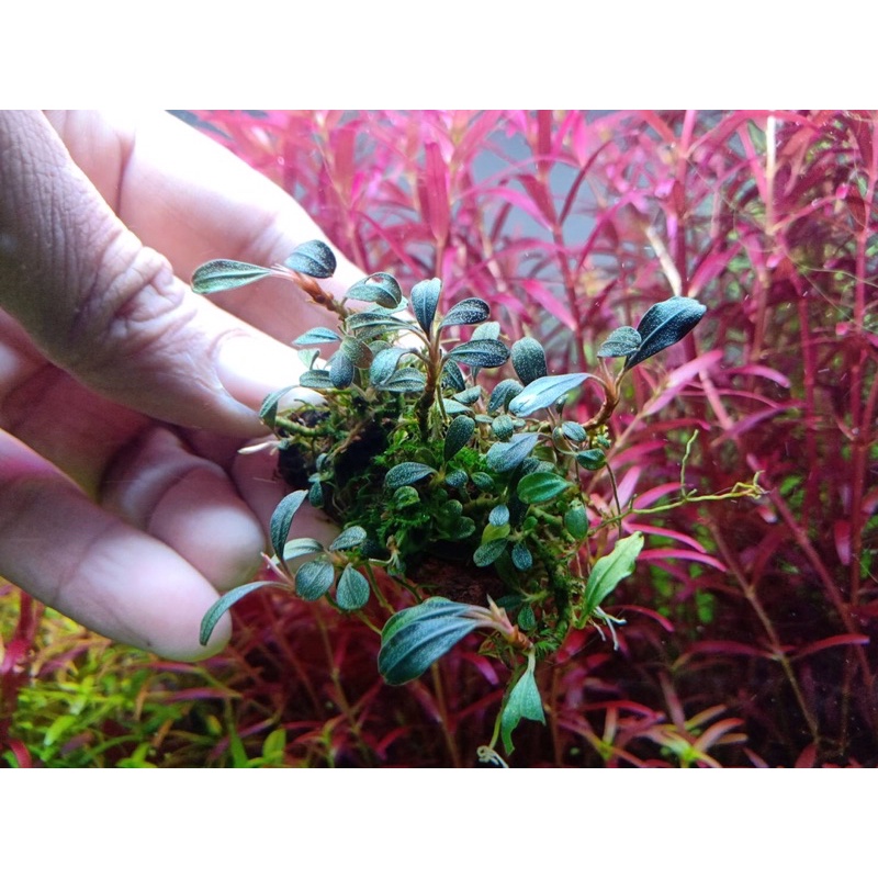 🎉พร้อมส่ง🎉 Bucephalandra Super Mini ใบน้ำ100% ต้นไม้น้ำ ไม้น้ำ บ้านไม้ ...