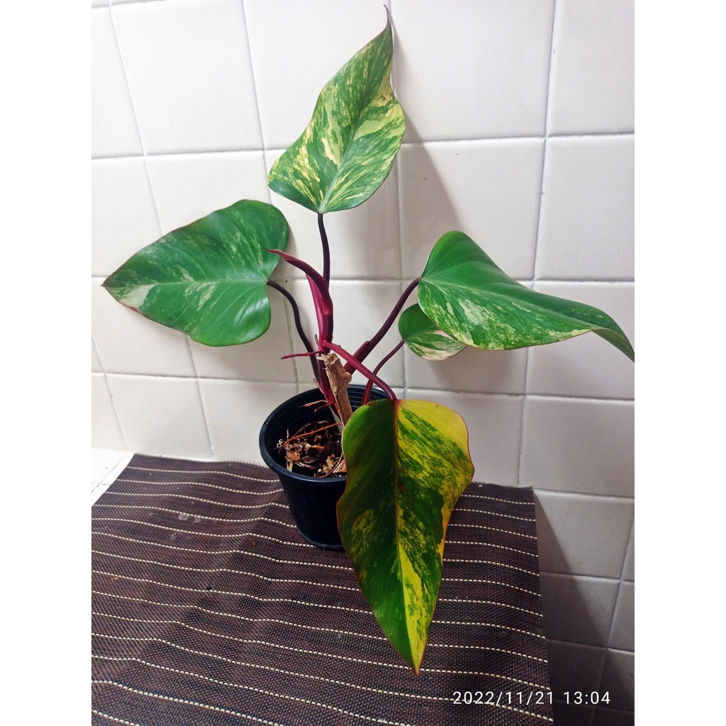 (ส่งฟรี)ฟิโลเรดเอมมารัลด่าง ฟิโลสตอเบอรี่เชค Philodendron red emerald ...
