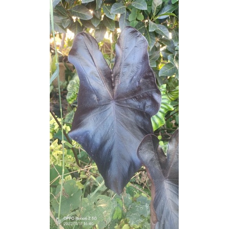 colocasia black coral ถูกที่สุด พร้อมโปรโมชั่น มิ.ย. 2026 | BigGoเช็ค ...