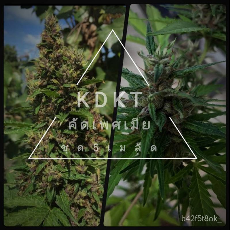 Kdkt ถูกที่สุด พร้อมโปรโมชั่น ม.ค. 2023|BigGoเช็คราคาง่ายๆ