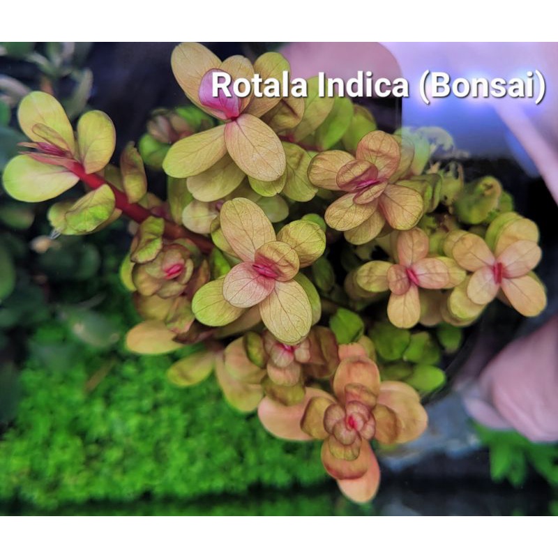 Rotala indica ใบน้ำทั้งหมด | Shopee Thailand