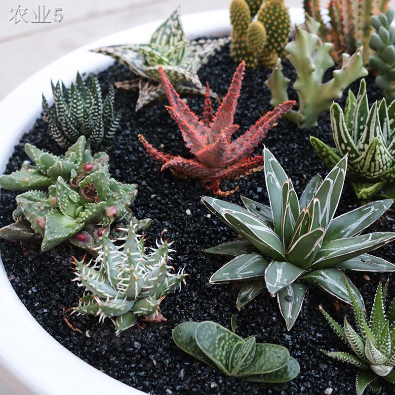 บ้านทุ่งดอกไม้ Aloe Euphorbiaceae Tuber Root Succulents Collection ...