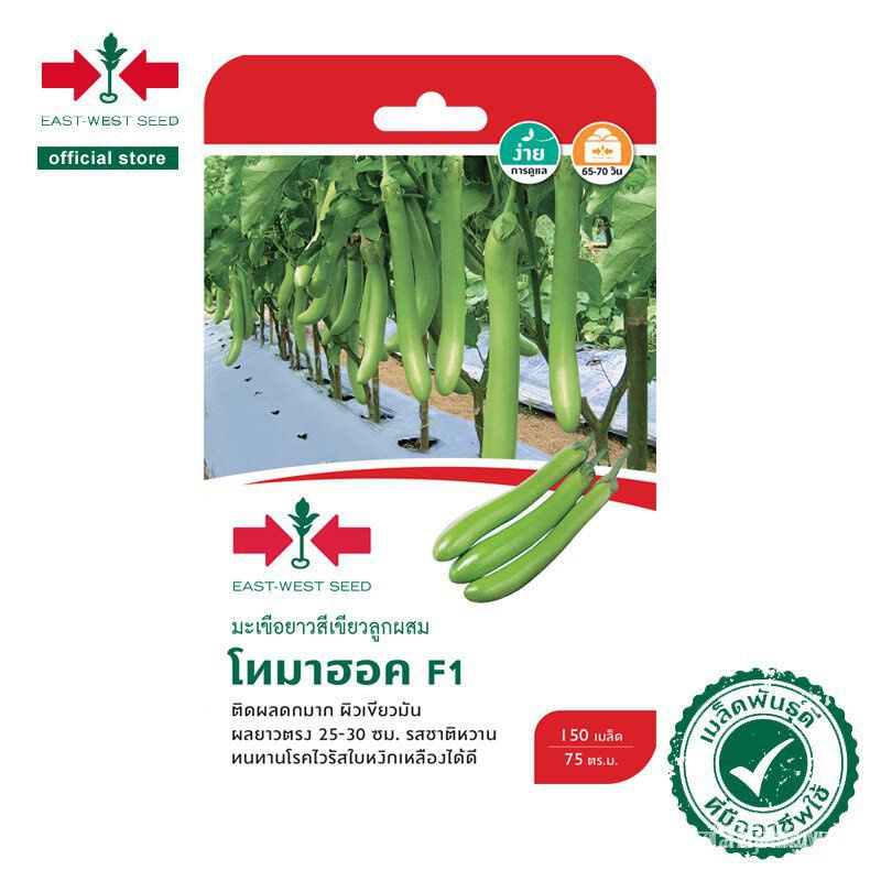 New product seeds 2022east-west seed plump eggplant green hybrid (Celia ...