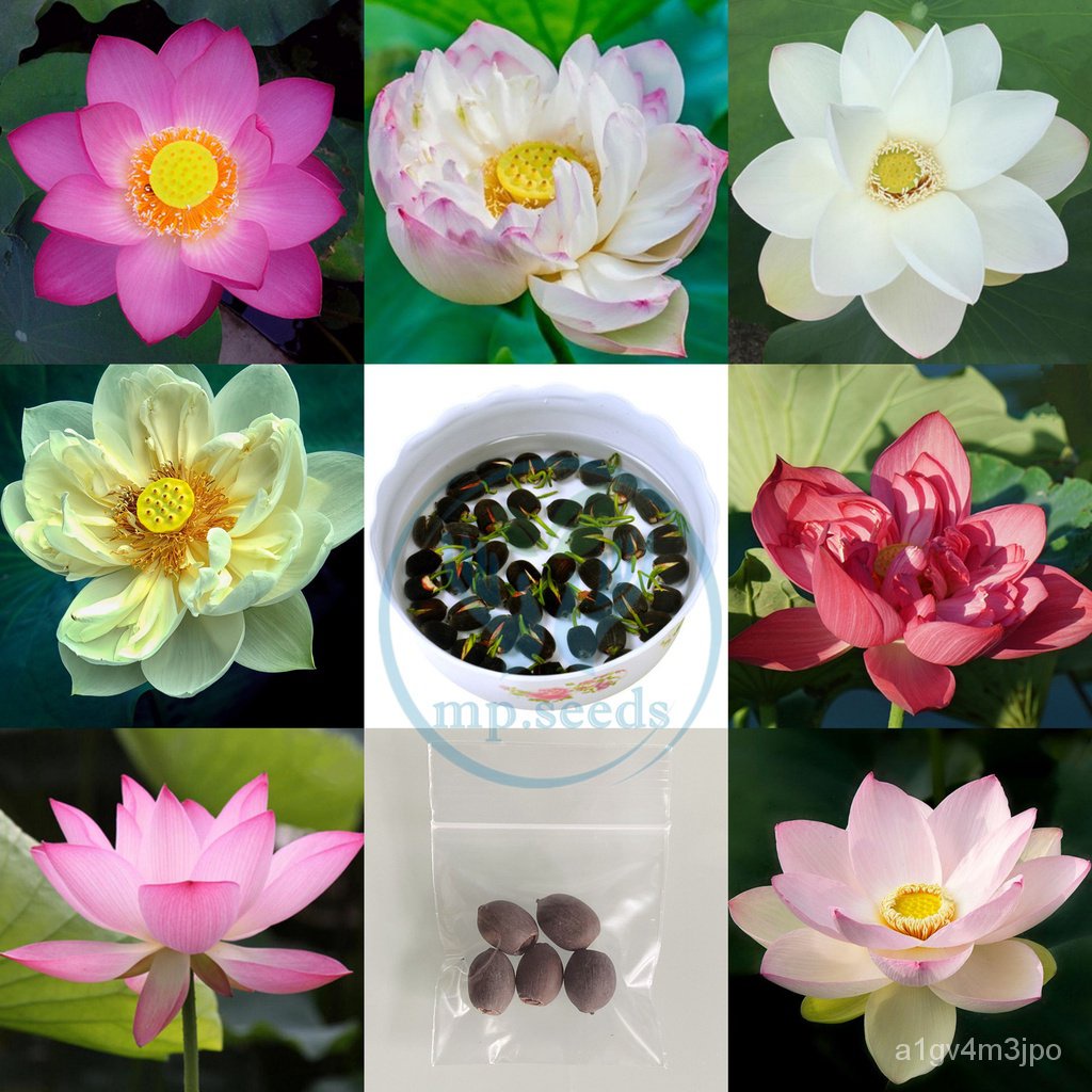Dwarf lotus seeds cut 5 seeds (selected seeds) mixed color Cup lotus ...