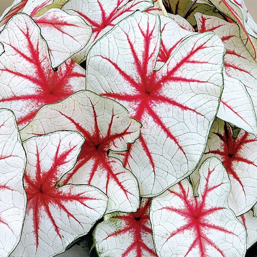 30PCS Thailand Caladium Seeds Of Perennial Flower Potted Seeds Caladium ...