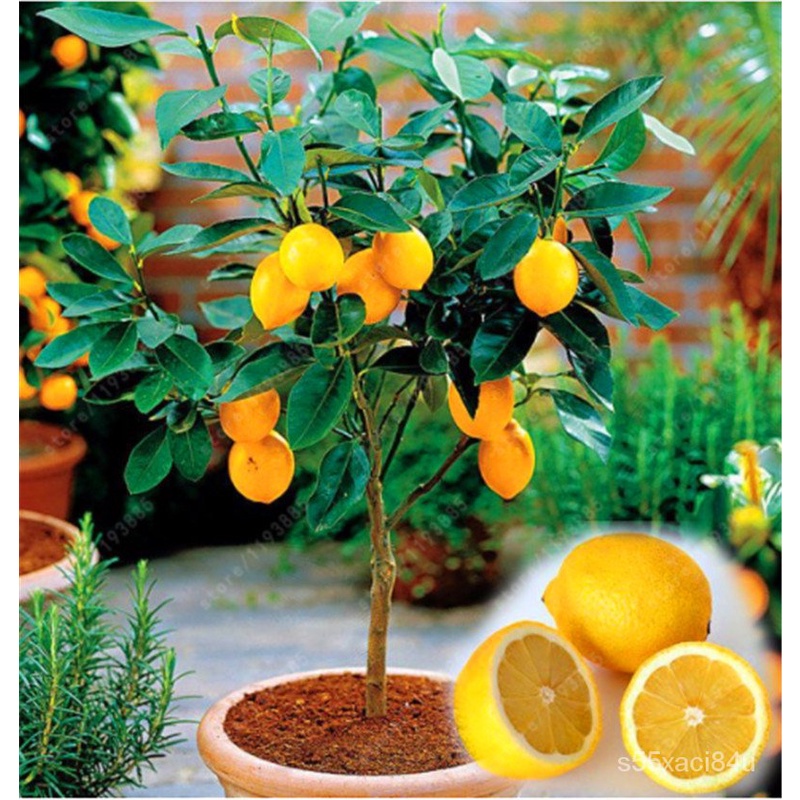 202250 PCS Rare Natural Sweet Yellow Lemon Tree Seeds Edible Indoor Outdoor Heirloom Fresh ...