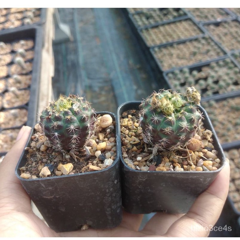 Cactus, Fabia Frailea, schilinzkyana, 2-inch, 1-and 2-plant, size 2-2.5 ...