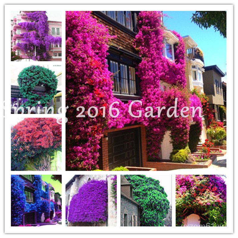 2022500 Pcs Bag Bougainvillea Bonsai Seeds Colorful Climbing