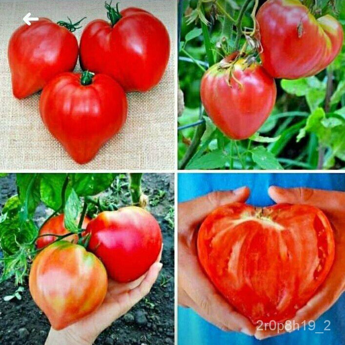 Big heart tomato seeds 30-50, heart-shaped seeds, lots of meat, good ...