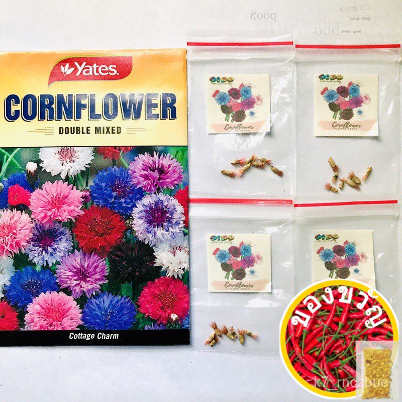 [SIBs Collection] Cornflower Flower Plant Seeds Coriander/Seed/Rose ...