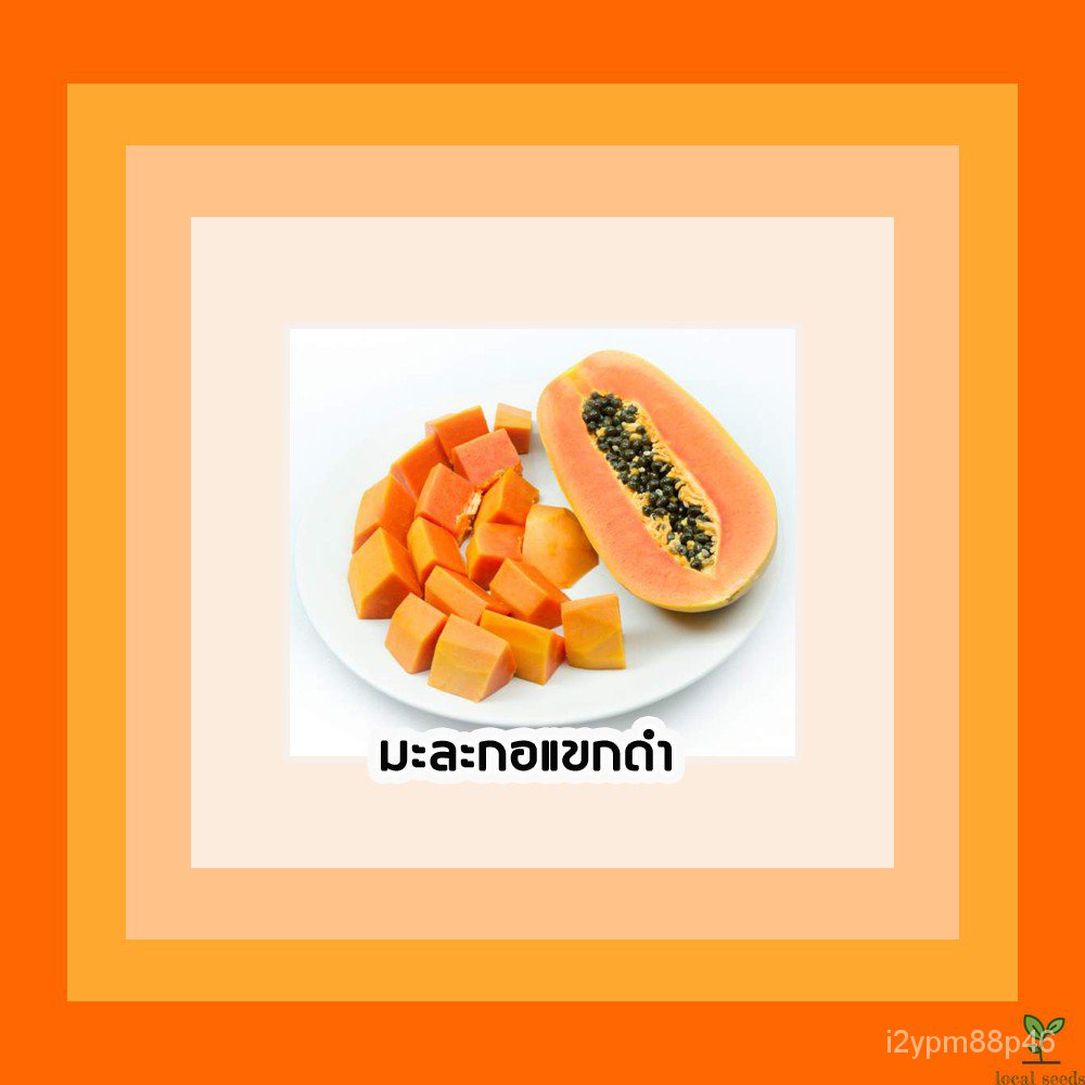 เมล็ดผักสวนครัวมะละกอ ถูกที่สุด พร้อมโปรโมชั่น ส.ค. 2023|BigGoเช็คราคาง่ายๆ