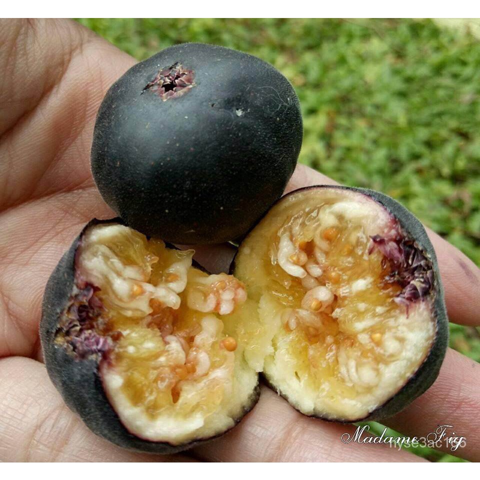 ต้นมะเดื่อฝรั่งอิรักกี้ ถูกที่สุด พร้อมโปรโมชั่น มี.ค. 2024|BigGoเช็ค ...