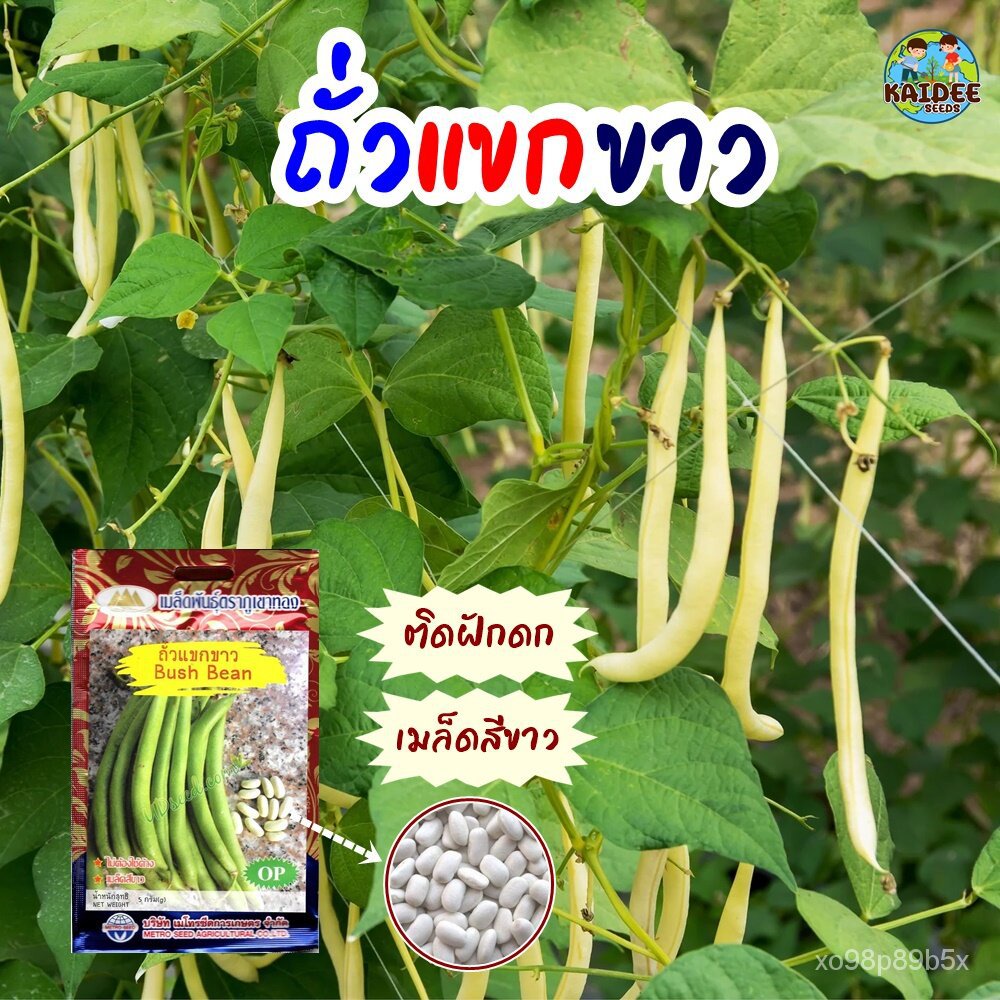 เมล็ดถั่วแขกขาว ถูกที่สุด พร้อมโปรโมชั่น ต.ค. 2023|BigGoเช็คราคาง่ายๆ