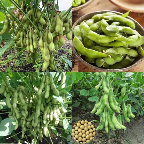 ถั่วแระสด ถูกที่สุด พร้อมโปรโมชั่น ก.พ. 2025 | BigGoเช็คราคาง่ายๆ