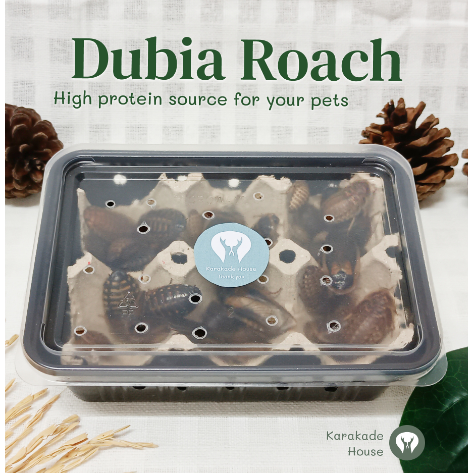 Karakade House, ร้านค้าออนไลน์ | Shopee Thailand