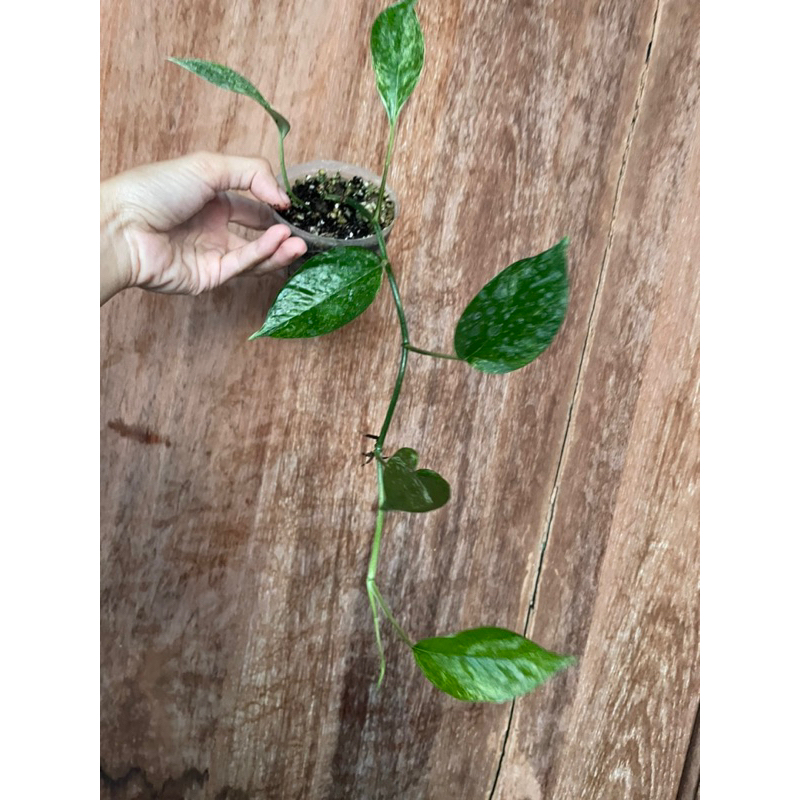 Epipremnum Bali ถูกที่สุด พร้อมโปรโมชั่น ก.ค. 2025 | BigGoเช็คราคาง่ายๆ