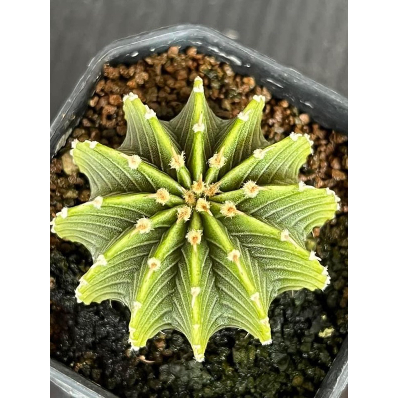 LB2178ตองอ่อน ถูกที่สุด พร้อมโปรโมชั่น ส.ค. 2025 | BigGoเช็คราคาง่ายๆ