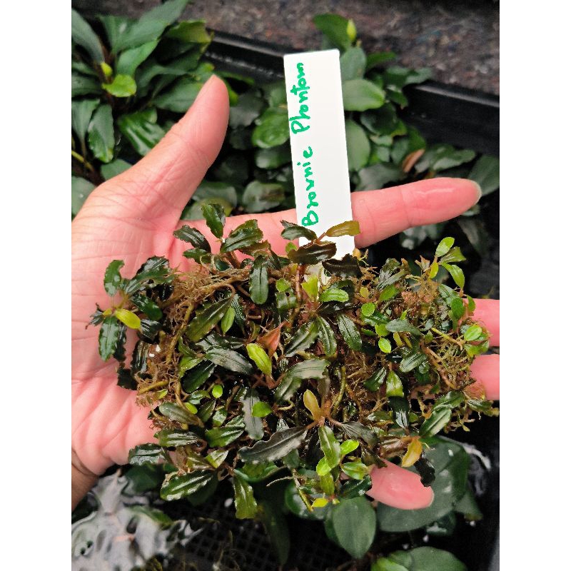 Bucep Brownie Phantom ถูกที่สุด พร้อมโปรโมชั่น ก.ย. 2025 | BigGoเช็ค ...