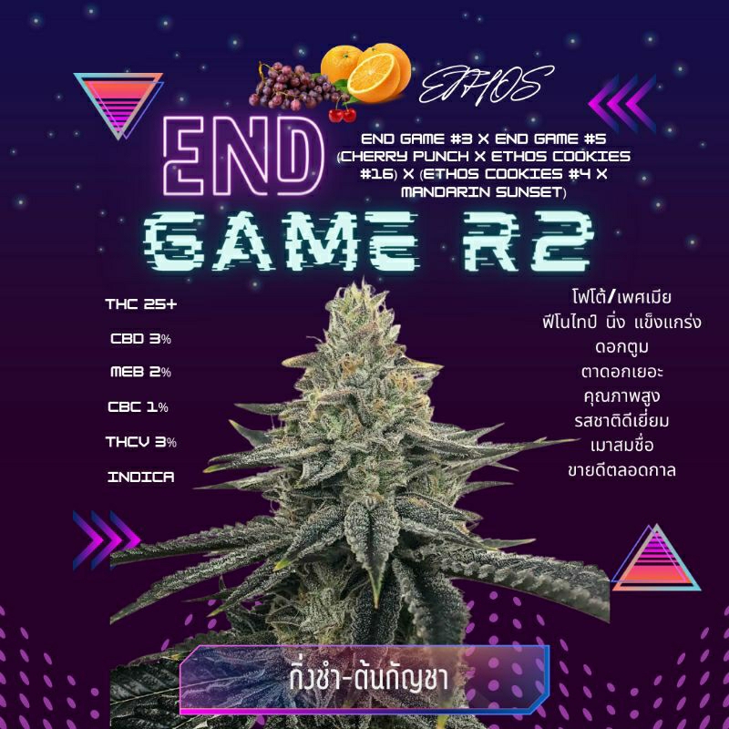 กิ่งชำกัญชา ถูกที่สุด พร้อมโปรโมชั่น ก.ย. 2023|BigGoเช็คราคาง่ายๆ