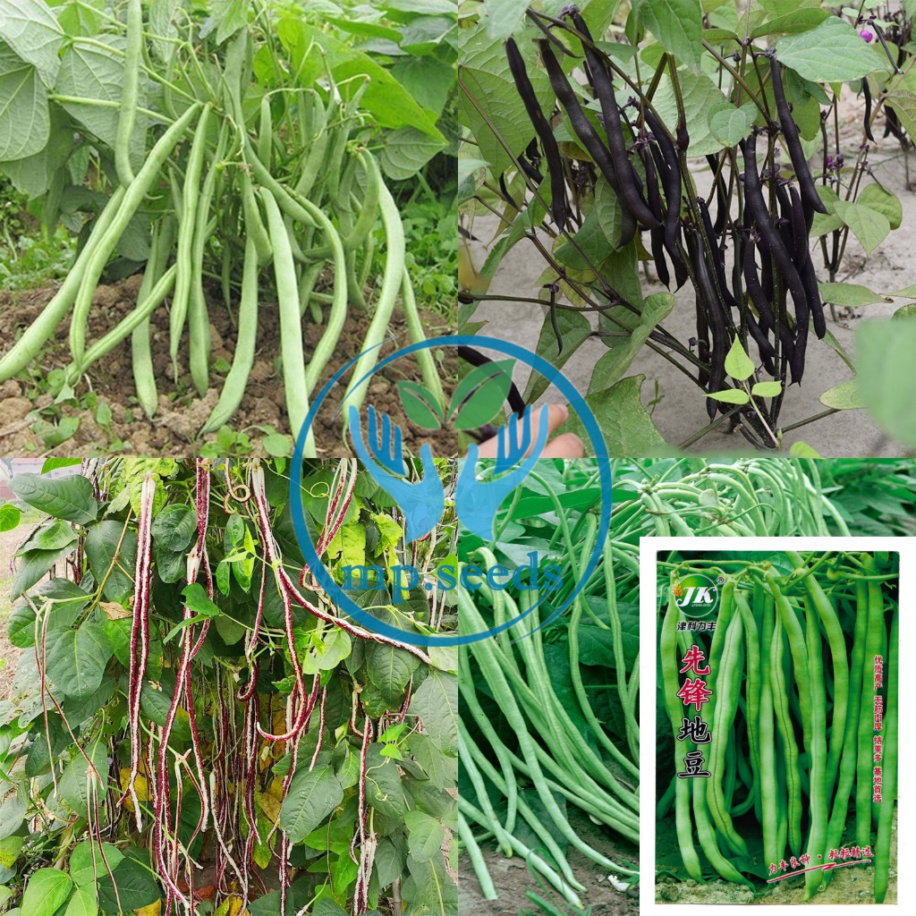 ถั่วแขกม่วง ถูกที่สุด พร้อมโปรโมชั่น ก.ย. 2023|BigGoเช็คราคาง่ายๆ