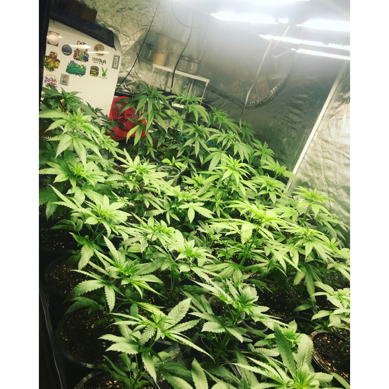 Slurricane ถูกที่สุด พร้อมโปรโมชั่น ธ.ค. 2023|BigGoเช็คราคาง่ายๆ