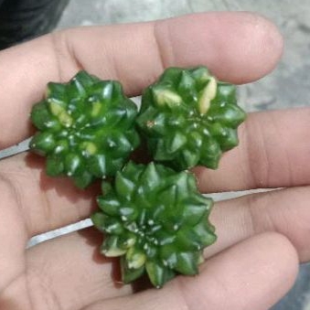 PP Cactus, ร้านค้าออนไลน์ | Shopee Thailand