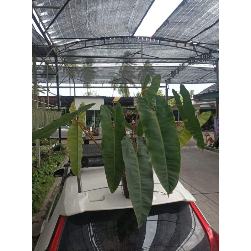 philodendron ก้านส้ม ถูกที่สุด พร้อมโปรโมชั่น มิ.ย. 2026 | BigGoเช็ค ...