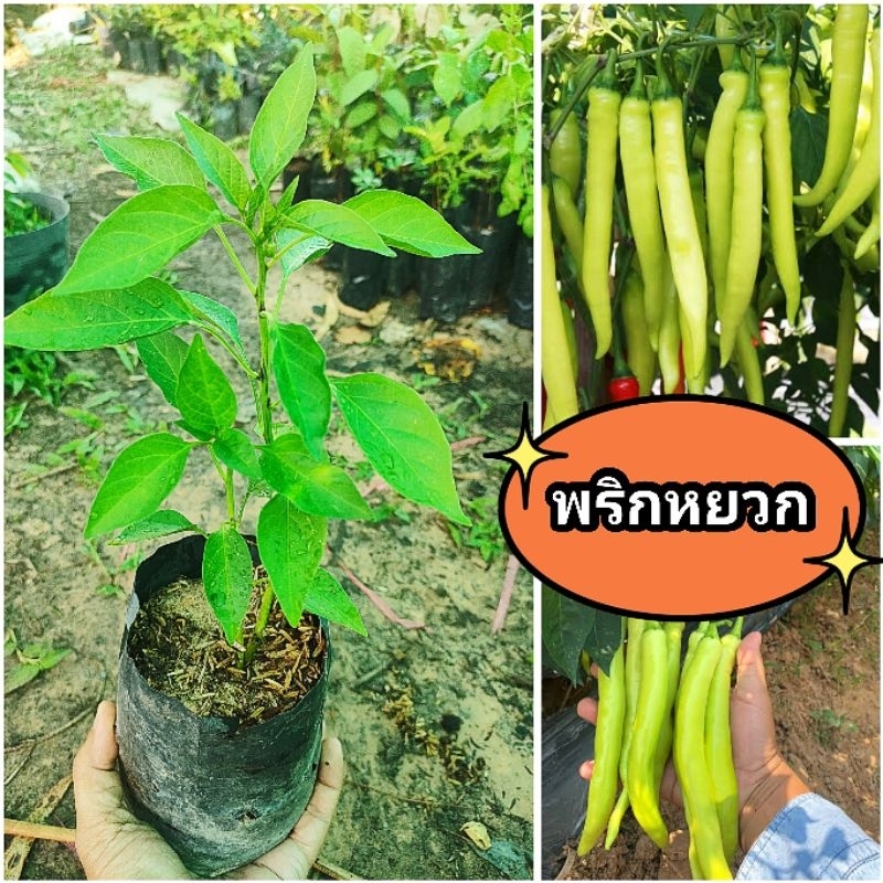 พริกหยวกยาว ถูกที่สุด พร้อมโปรโมชั่น เม.ย. 2024|BigGoเช็คราคาง่ายๆ