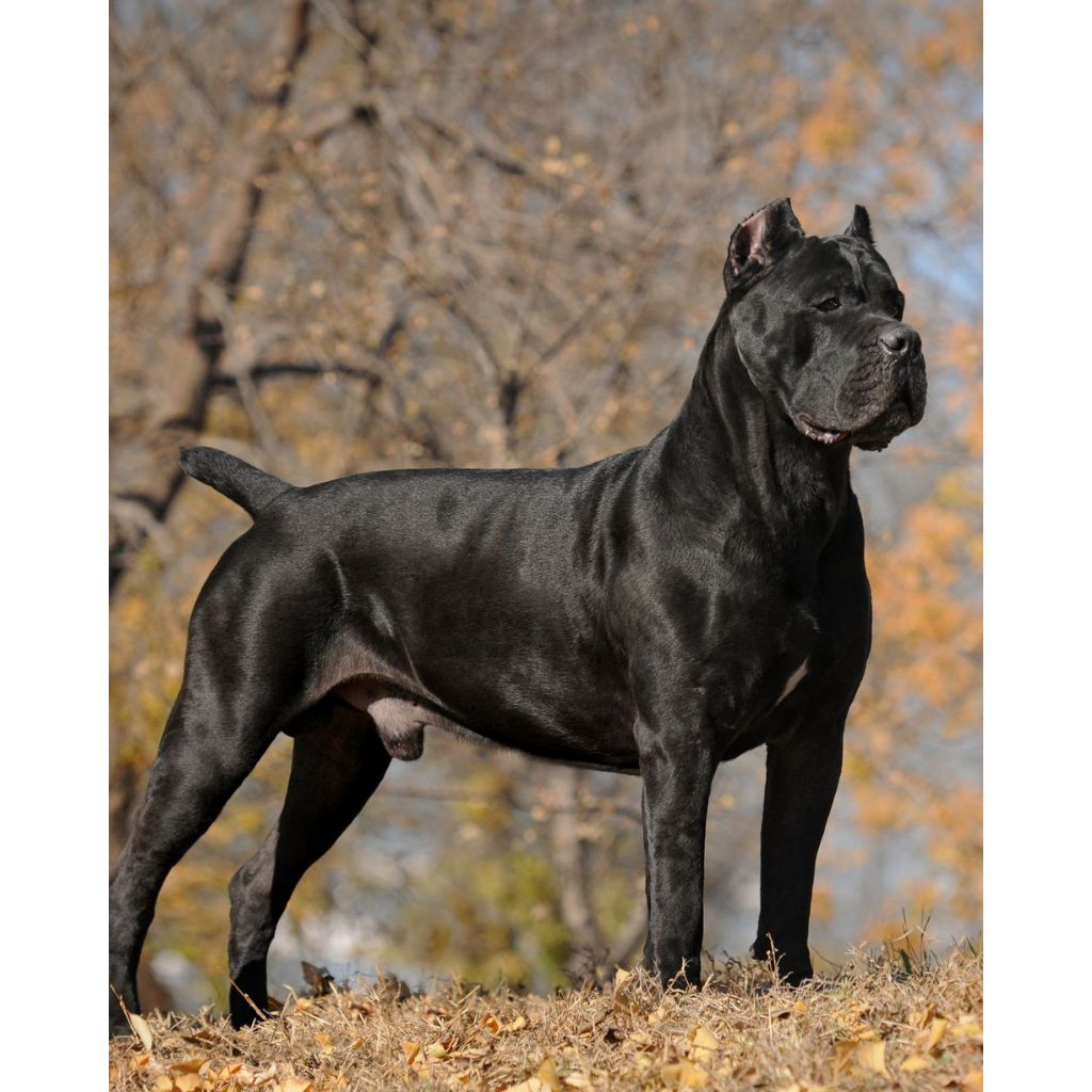 bnpl shopee คืออะไร ถูกที่สุด พร้อมโปรโมชั่น เม.ย. 2025 | BigGoเช็คราคา ...