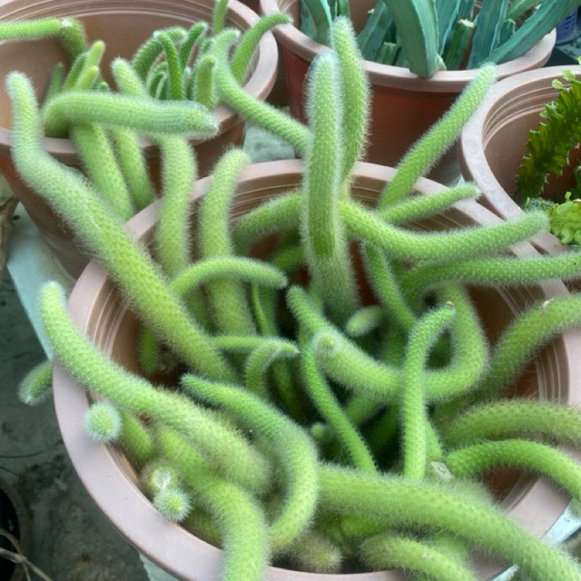 กระบองเพชรหางลิง ถูกที่สุด พร้อมโปรโมชั่น ส.ค. 2024|BigGoเช็คราคาง่ายๆ