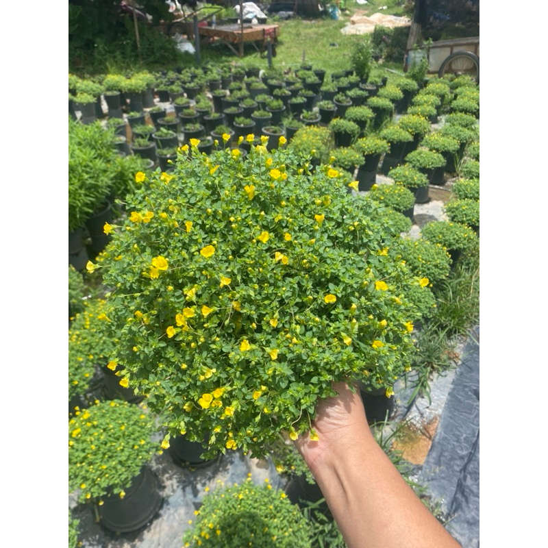 Mecardonia ถูกที่สุด พร้อมโปรโมชั่น ก.ค. 2024|BigGoเช็คราคาง่ายๆ