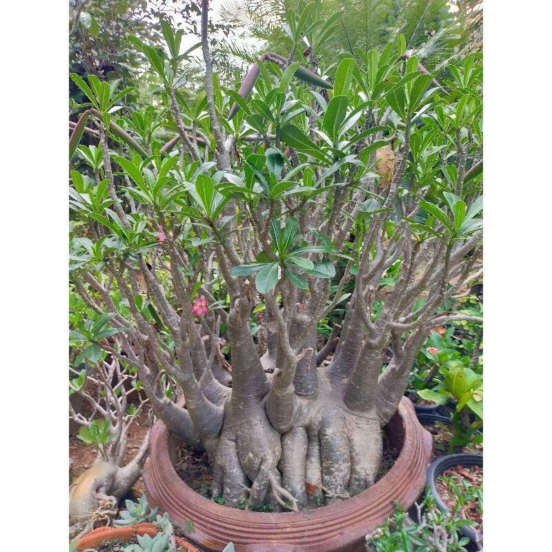Adenium Arabicum ถูกที่สุด พร้อมโปรโมชั่น ก.ย. 2025 | BigGoเช็คราคาง่ายๆ