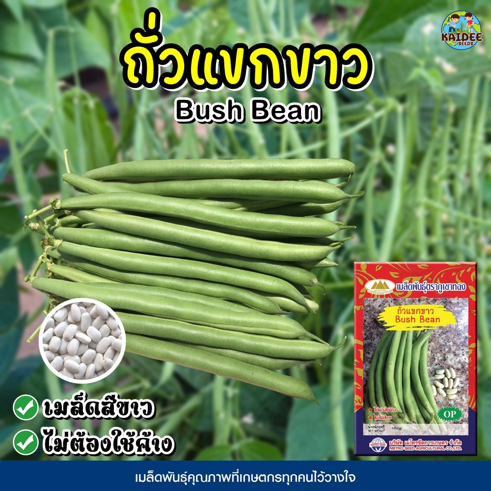 เมล็ดผักสวนครัวภูเขาทอง ถูกที่สุด พร้อมโปรโมชั่น เม.ย. 2024|BigGoเช็ค ...