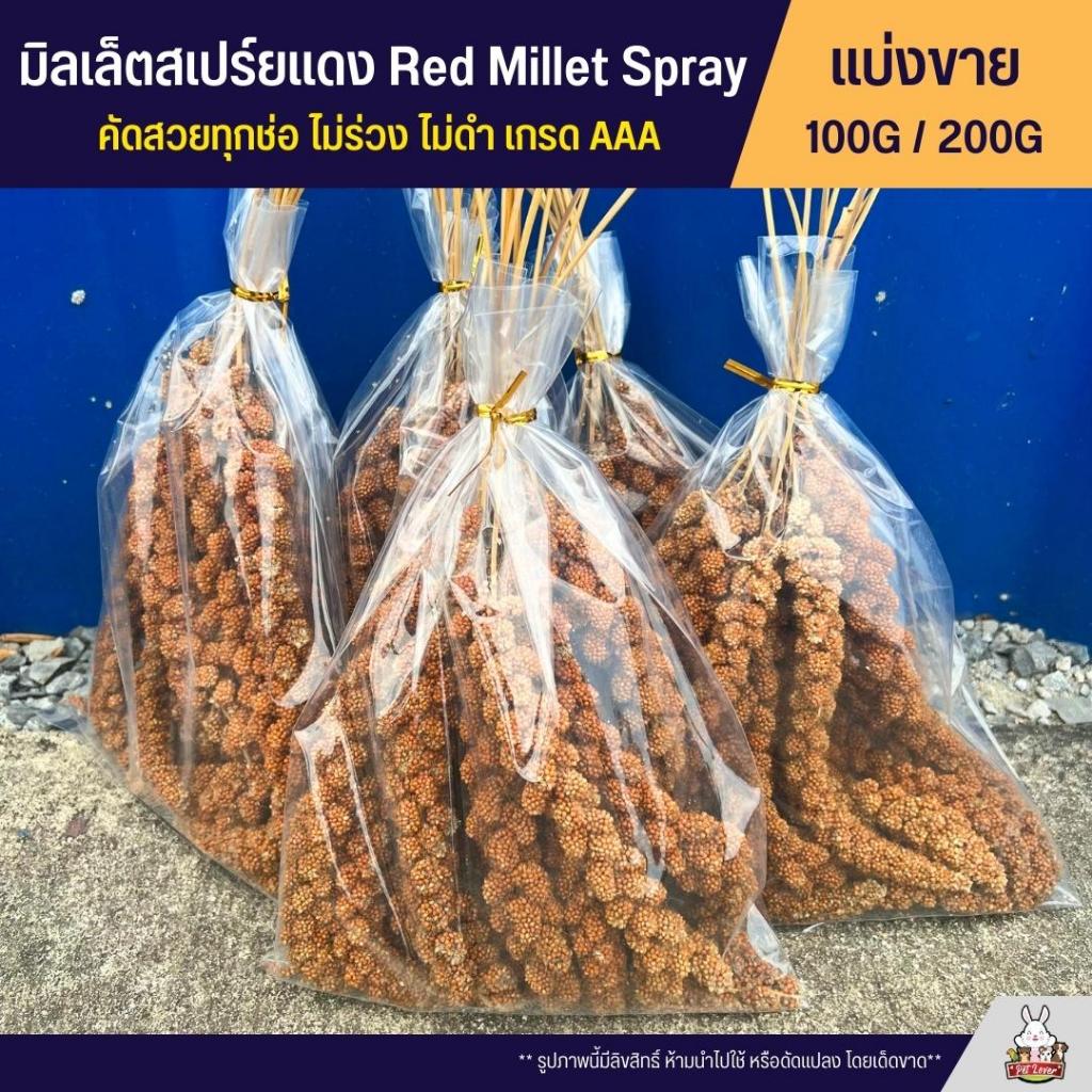 มิลเล็ตสเปรย์แดง สำหรับนกแก้ว หนูแฮมสเตอร์ เกรด AAA คัดสวยทุกช่อ Red Millet Spray (แบ่งขาย 100G ...