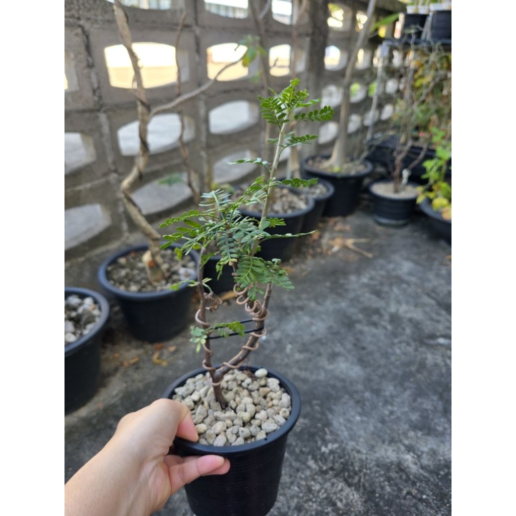 Bursera ถูกที่สุด พร้อมโปรโมชั่น ม.ค. 2026 | BigGoเช็คราคาง่ายๆ